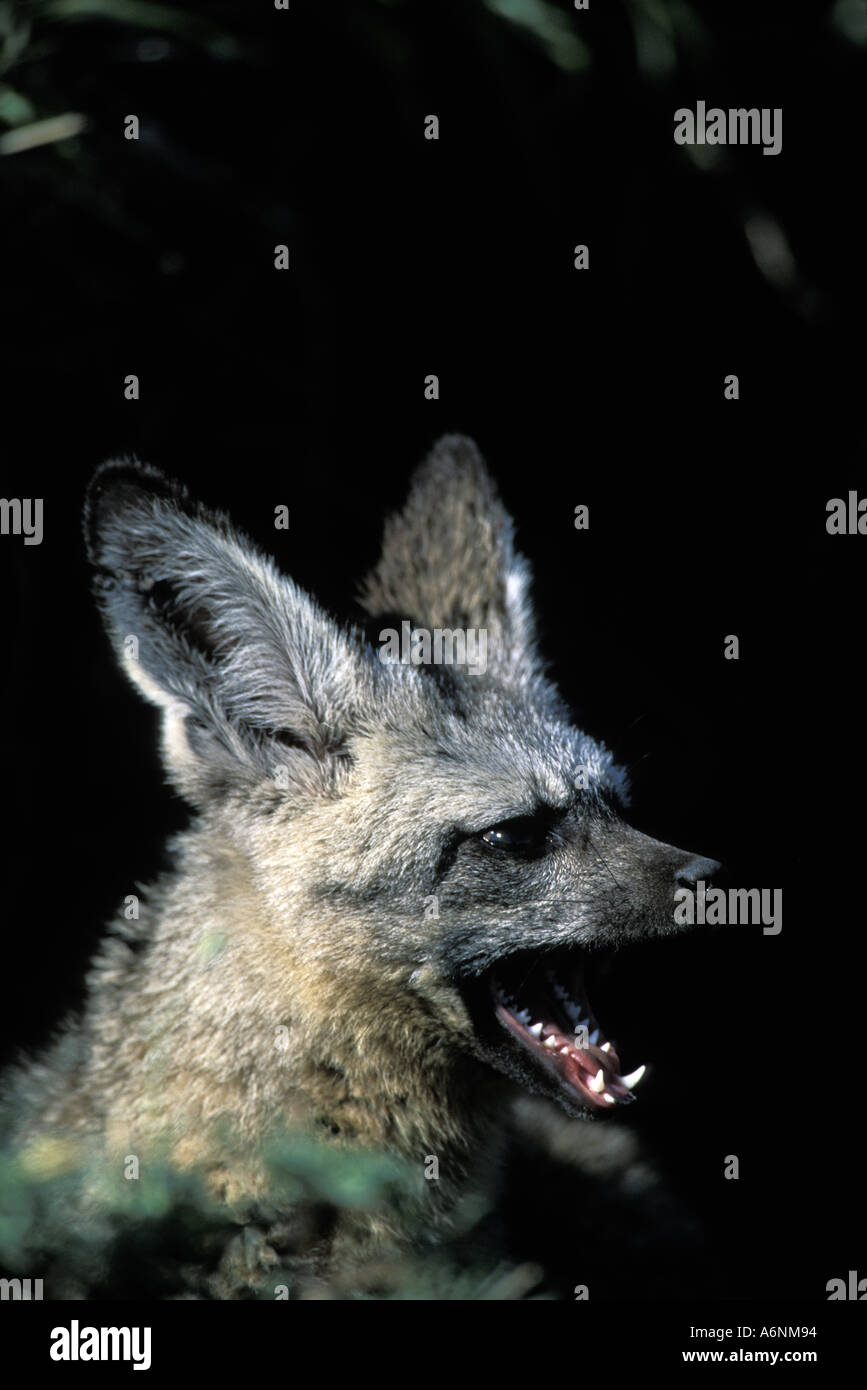 Africa Kenya Masai Mara Game Reserve Bat Eared Fox Otocyon megalotis ...