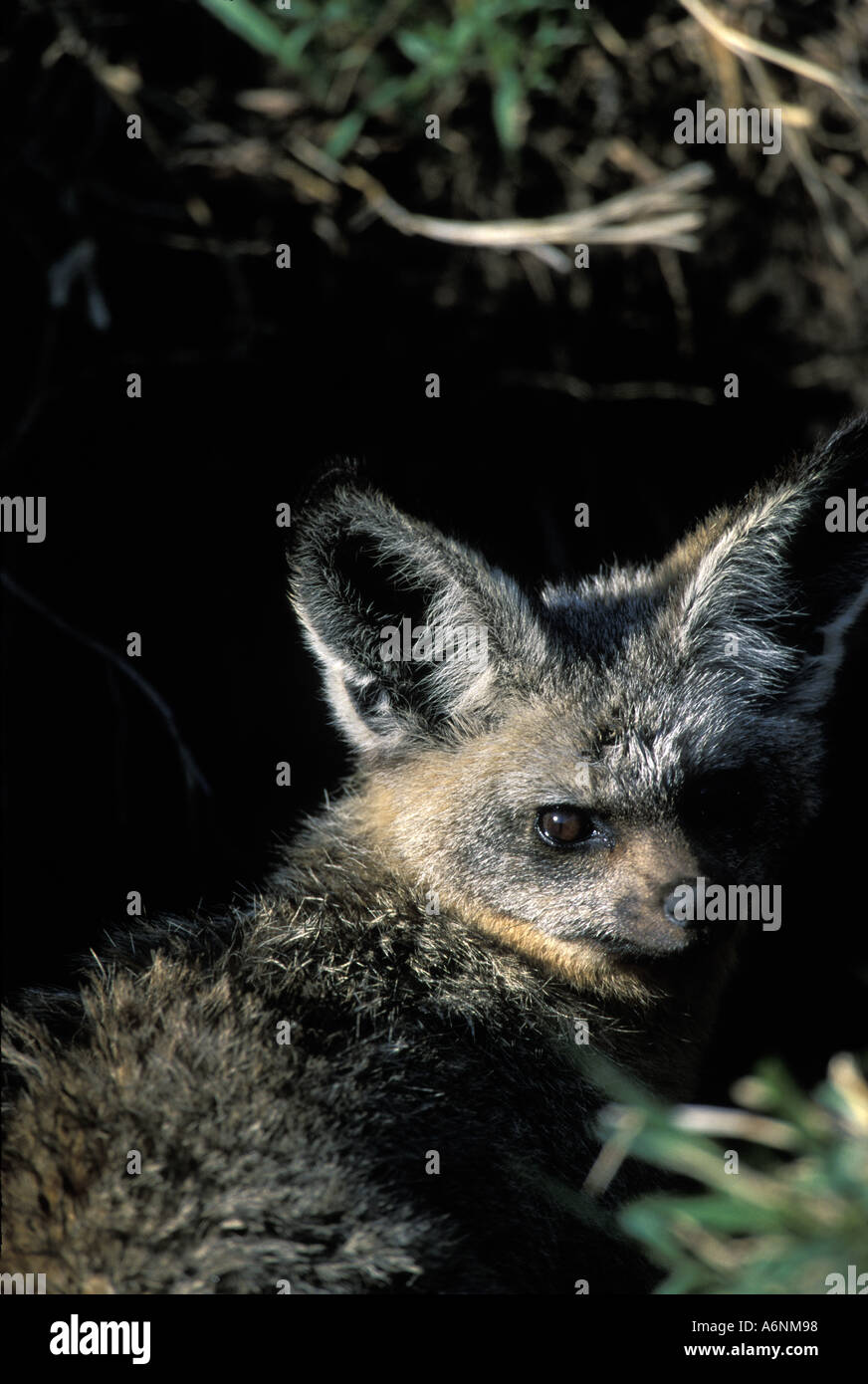 Africa Kenya Masai Mara Game Reserve Bat Eared Fox Otocyon megalotis ...