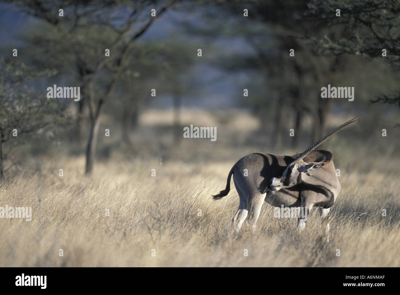 Africa Kenya Buffalo Springs Game Reserve Gemsbok Oryx Oryx gazella ...
