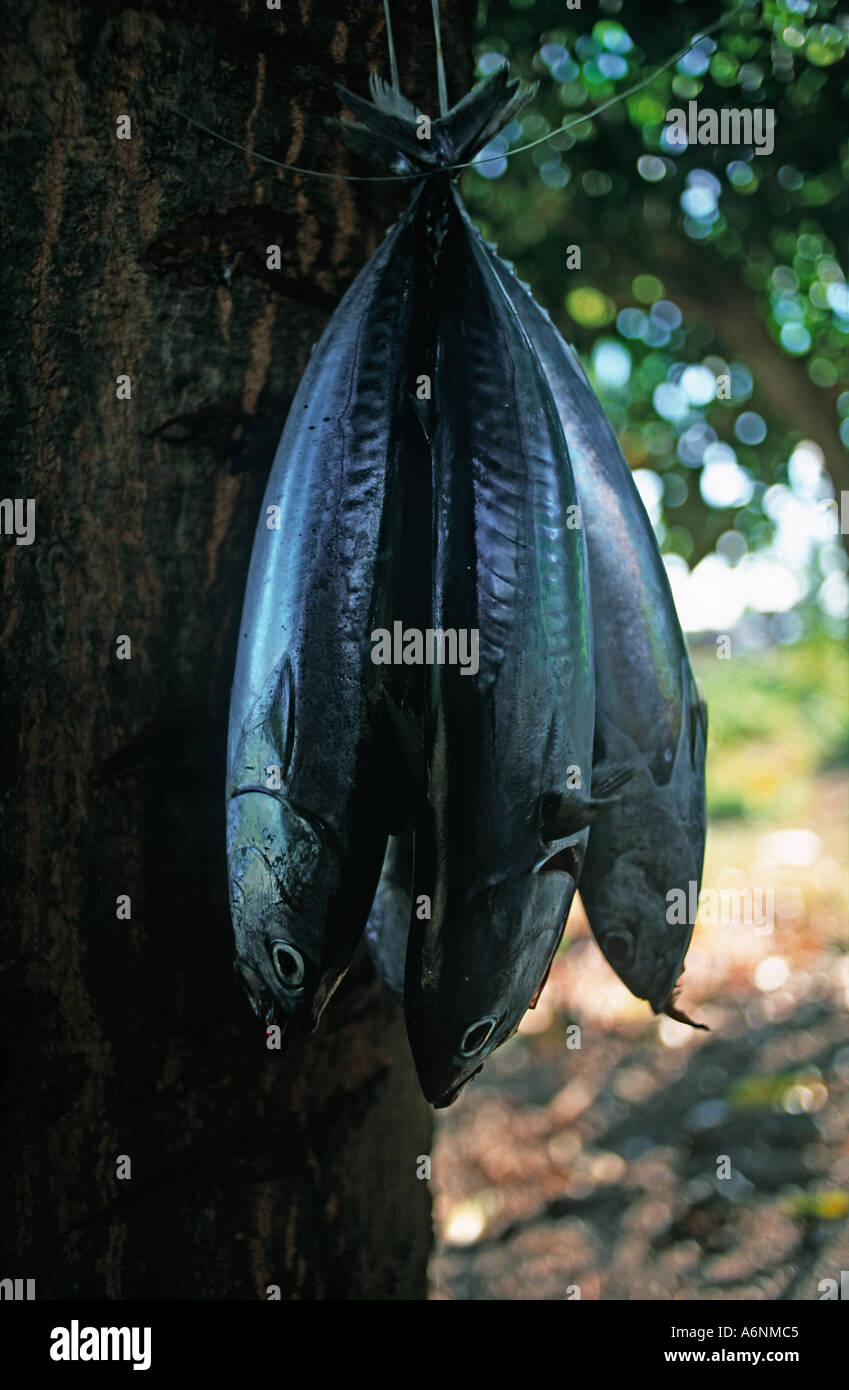 Fresh tuna catch hanging under a tree in the fishing resort of Amed ...