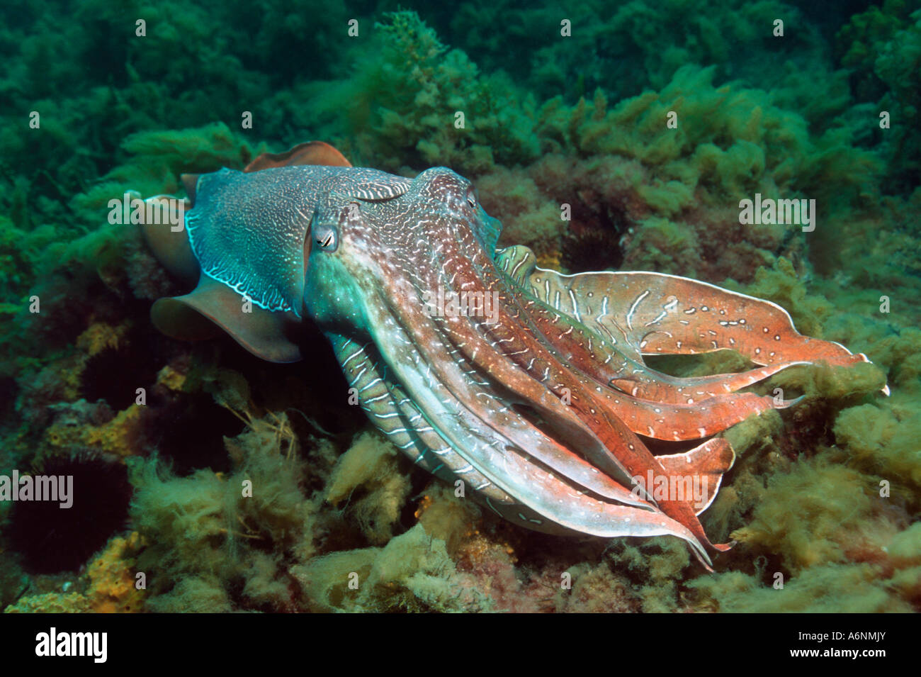 Giant cuttlefish hi-res stock photography and images - Alamy