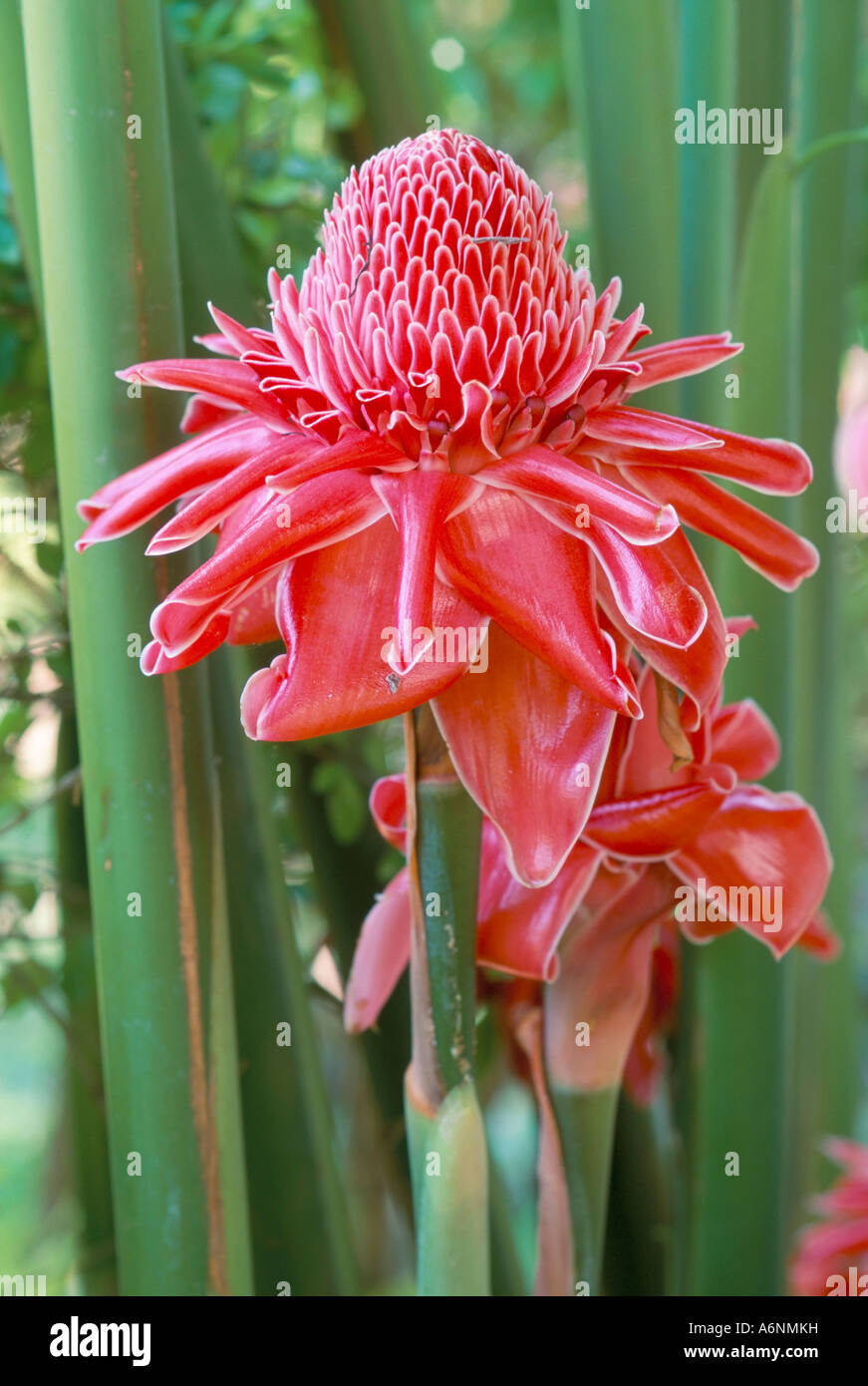 Torch ginger Nicolaia elatior a tropical plant Stock Photo - Alamy