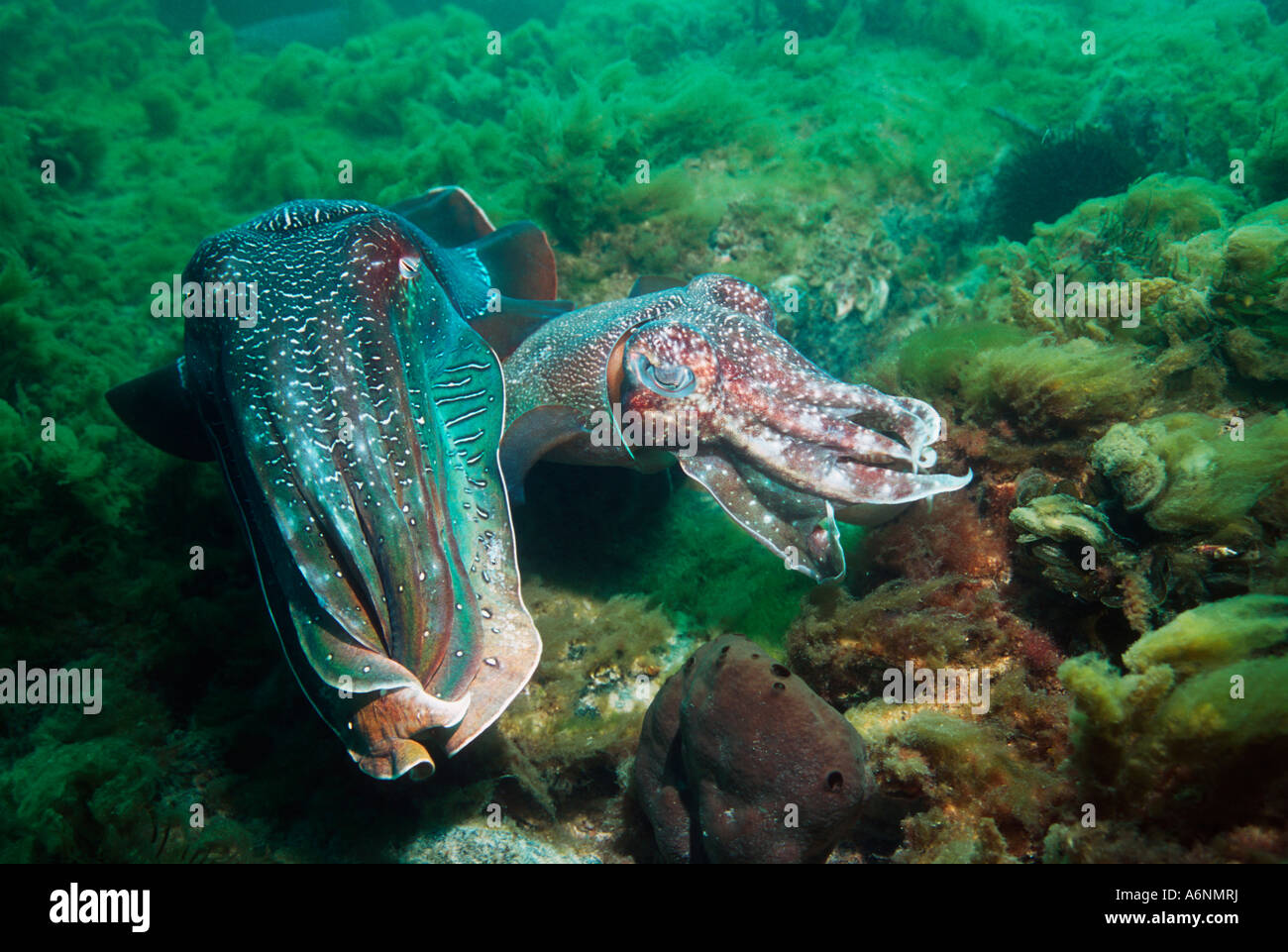 Giant cuttlefish Sepia apama courting male with egg-laying female Stock ...