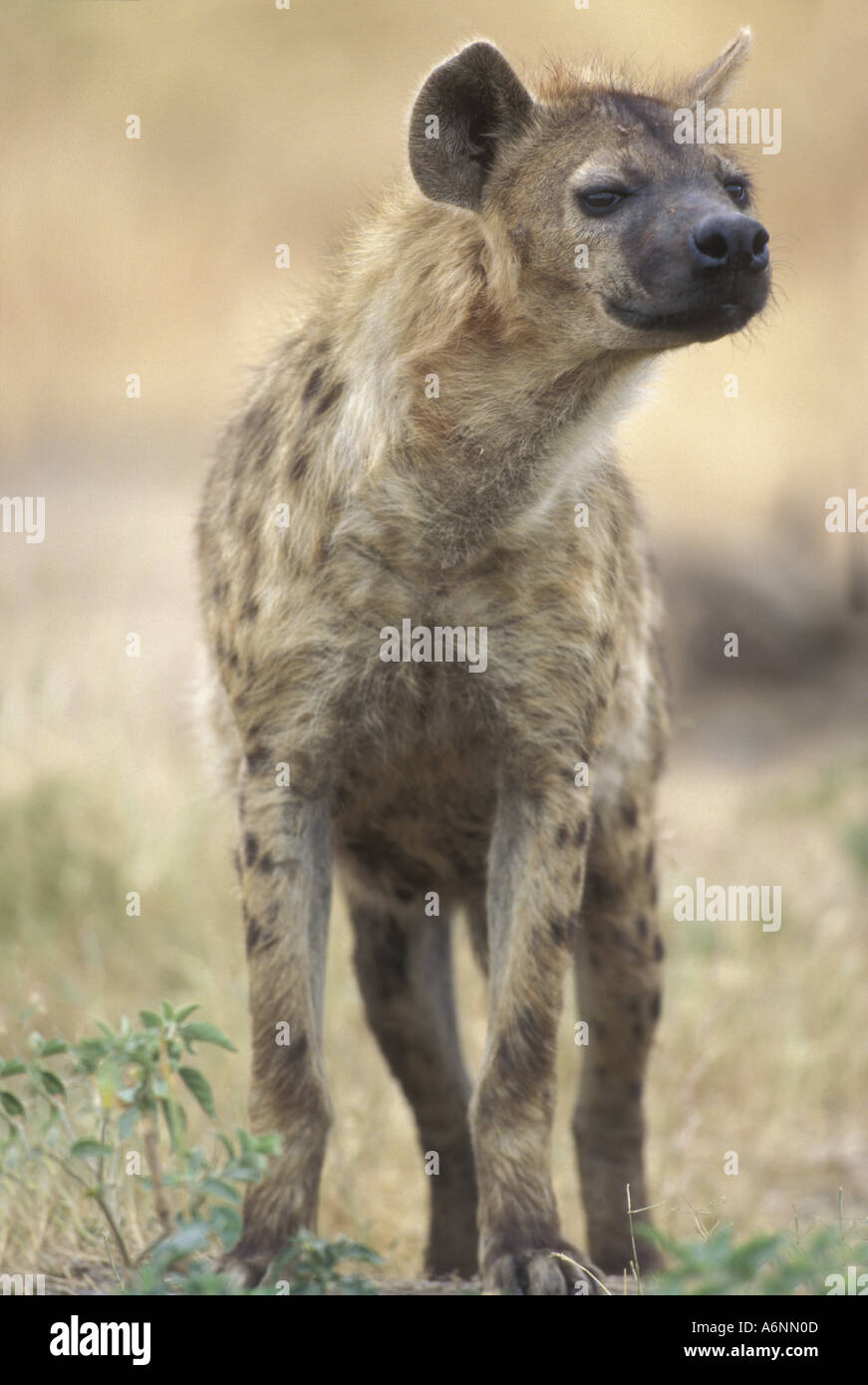 Africa Kenya Masai Mara Game Reserve Adult Female Spotted Hyena Crocuta ...
