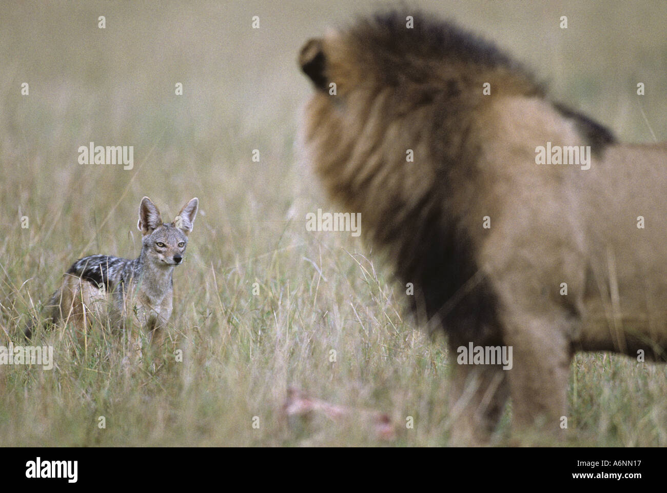 Lion eat jackal hi-res stock photography and images - Alamy