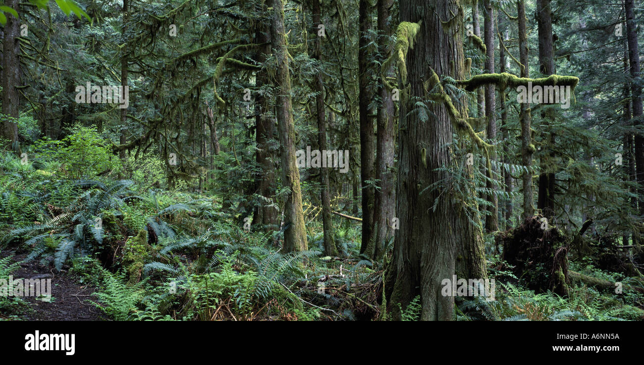 USA Washington Olympic National Park Lush old growth rainforest near ...