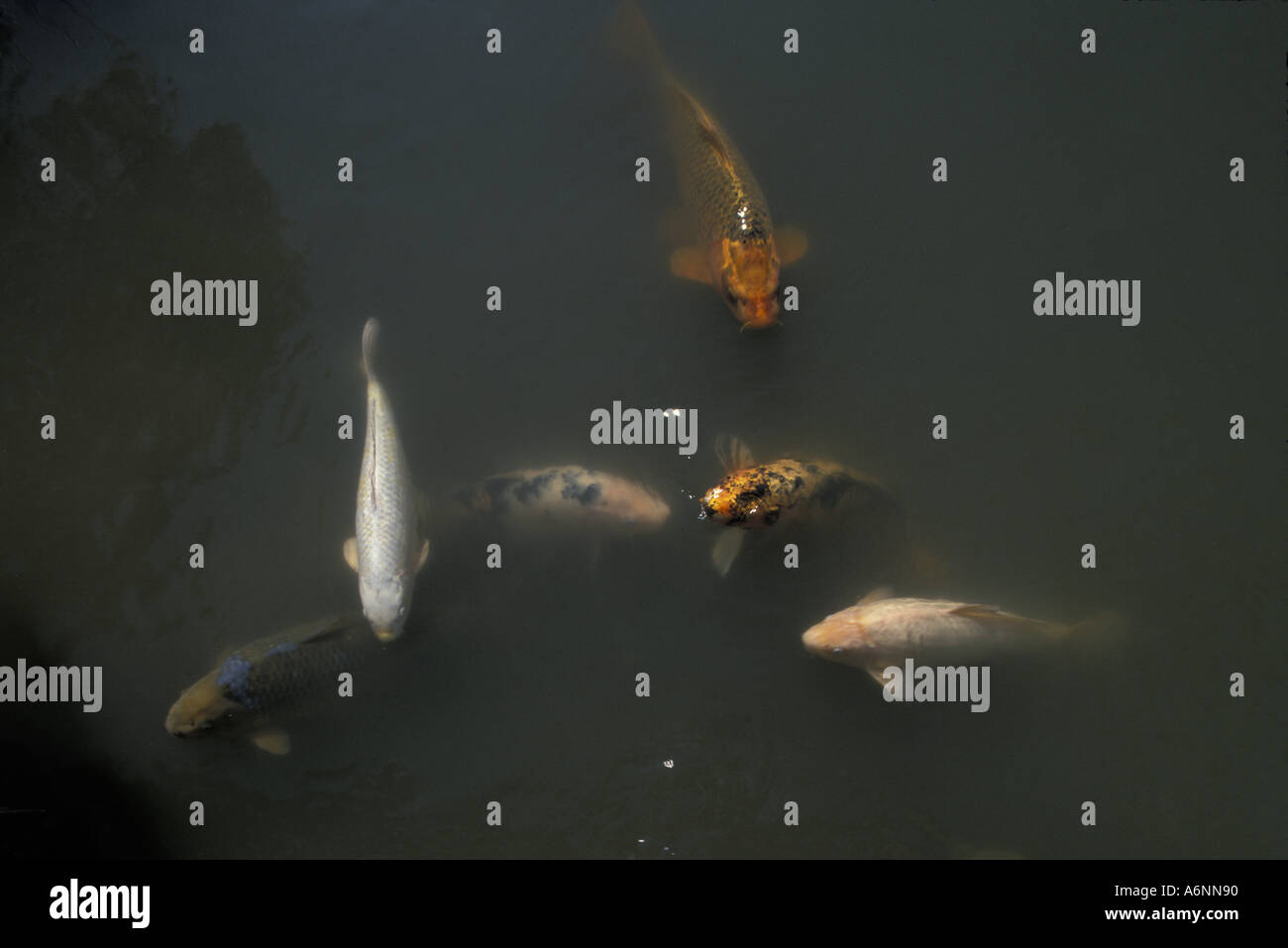 Asian carp usa hi-res stock photography and images - Alamy