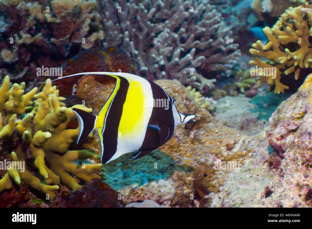 Moorish idol fish hi-res stock photography and images - Alamy