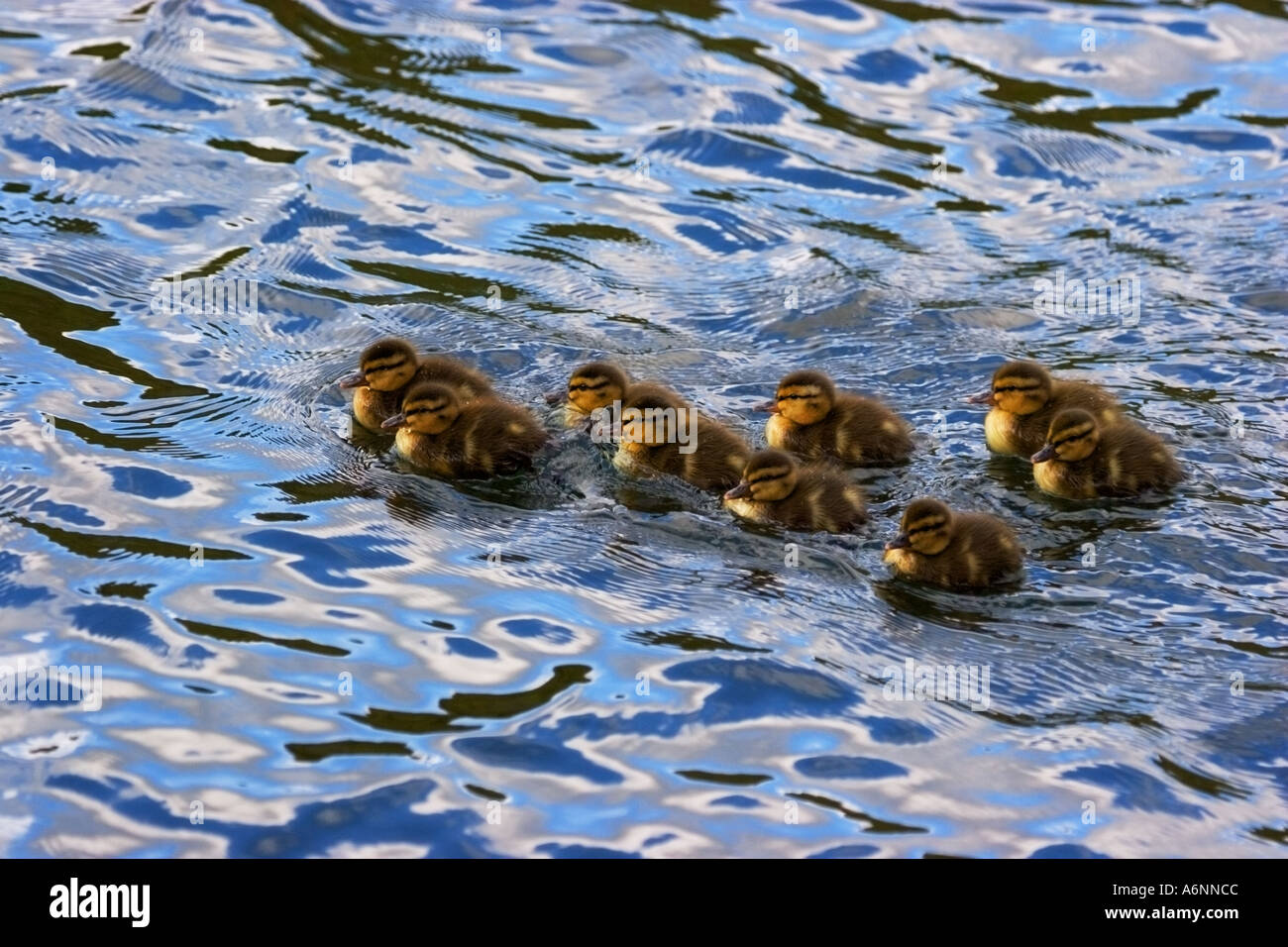 9 mallard ducklings Stock Photo - Alamy
