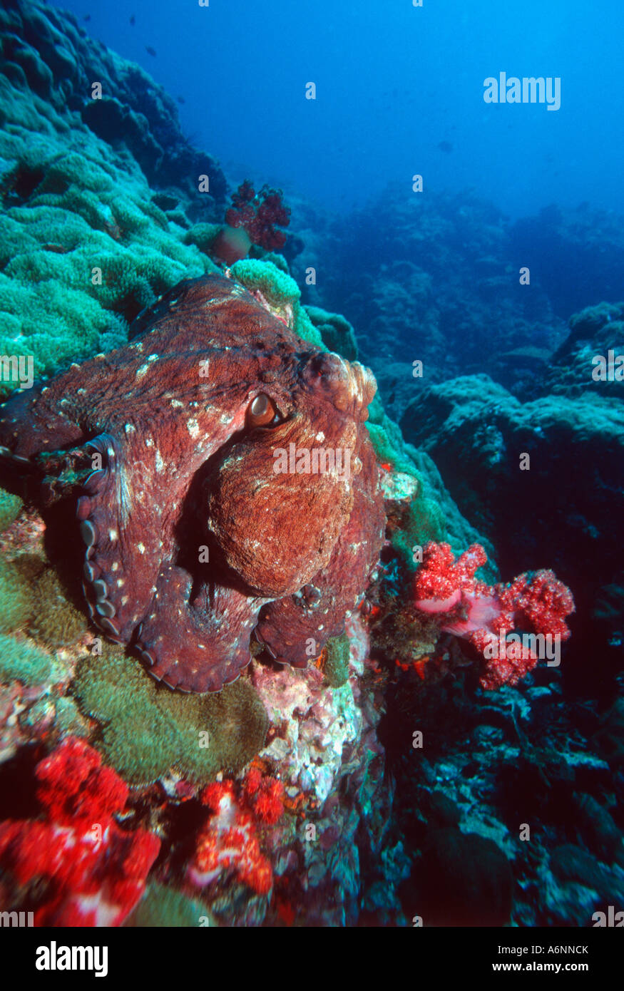 Day octopus Octopus cyanea Andaman Sea Thailand Stock Photo - Alamy