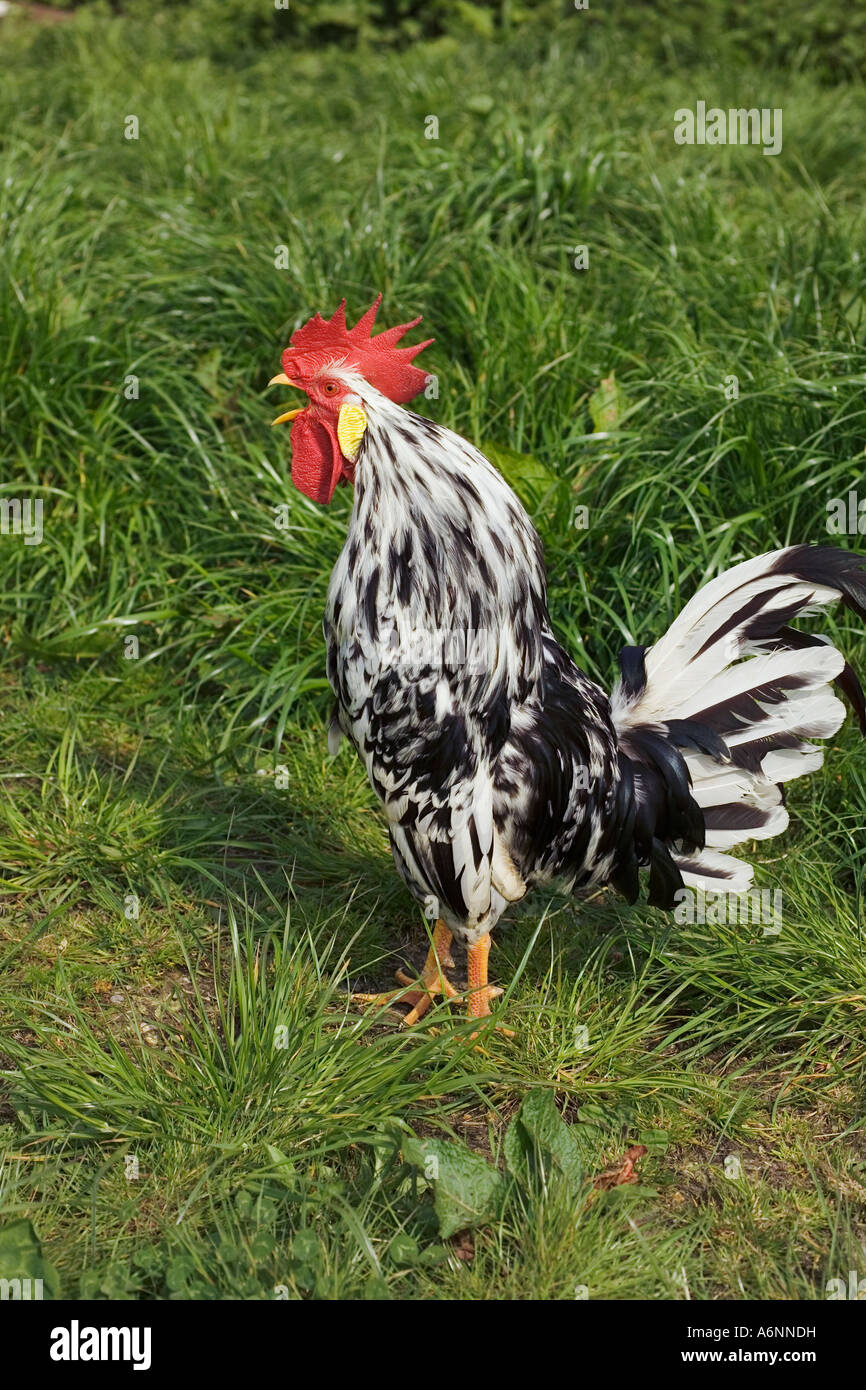 Rooster crowing. UK Stock Photo - Alamy