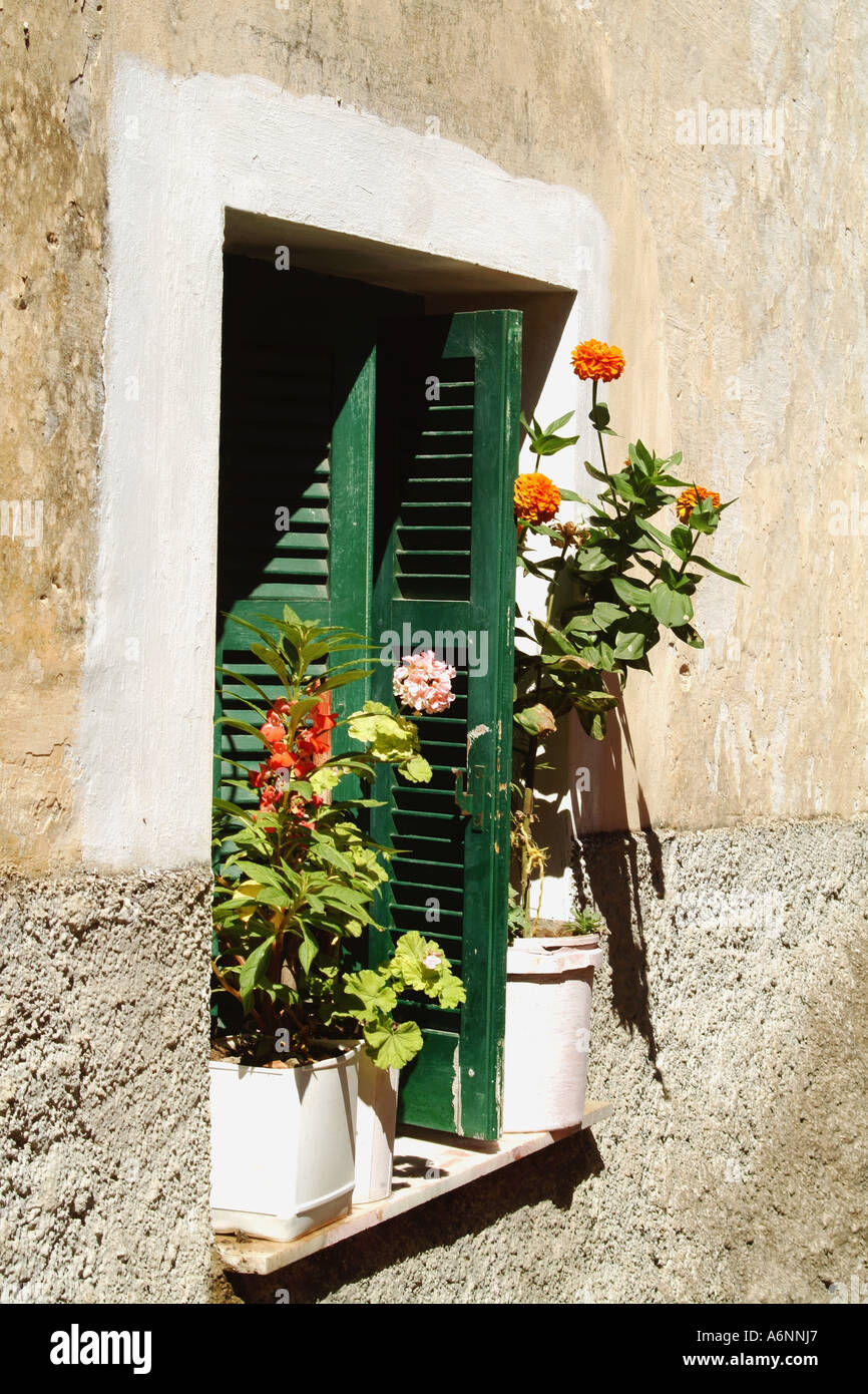 Flowers on window ledge Stock Photo - Alamy