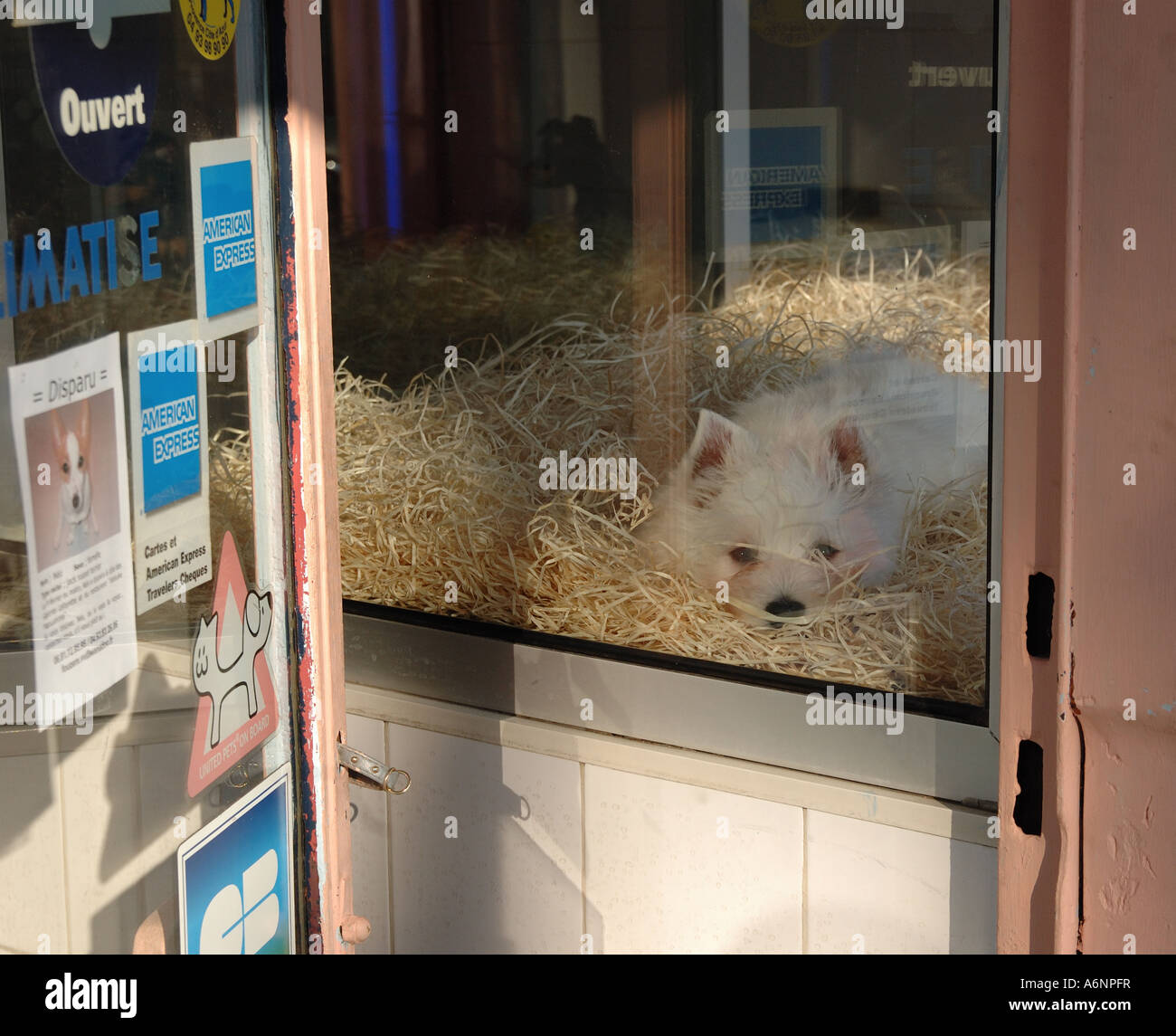 Puppy in shop window, Nice Stock Photo - Alamy
