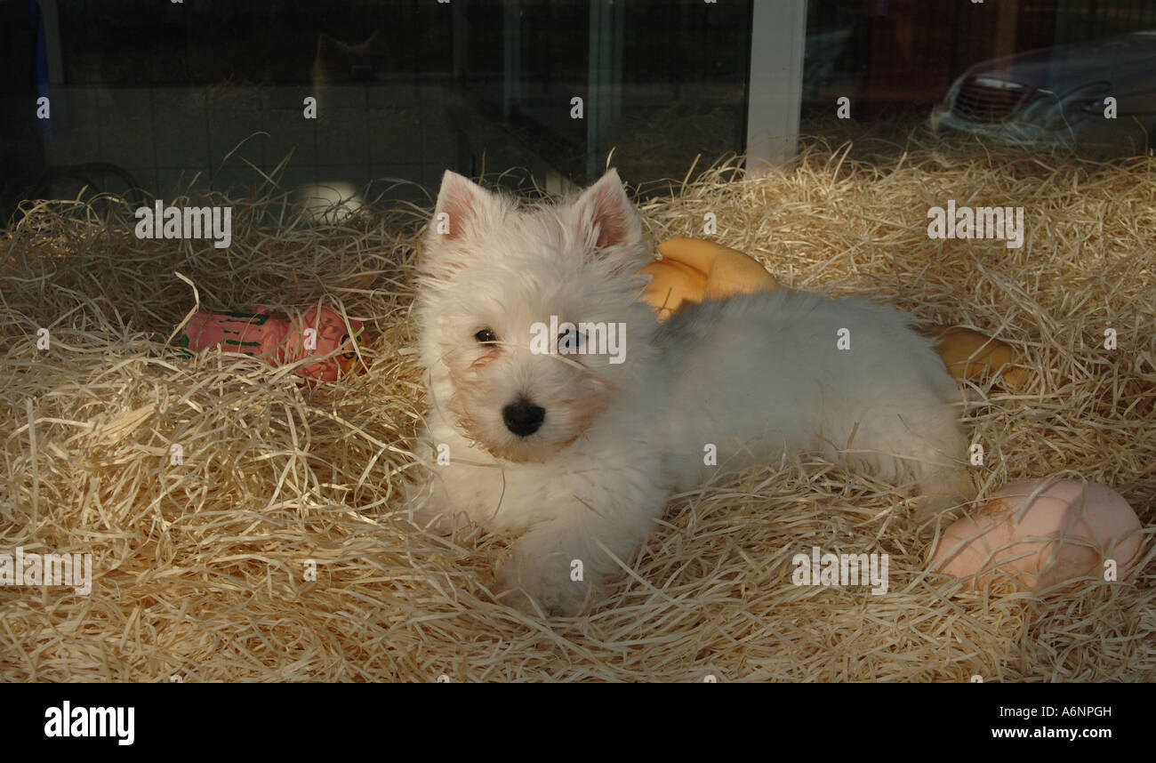 Puppy in shop window, Nice Stock Photo - Alamy