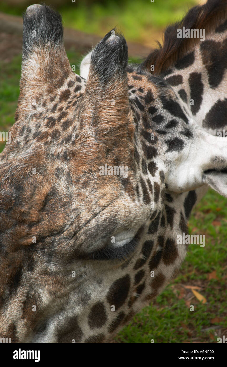 Giraffes head taken at Los Angeles Zoo California United States of ...