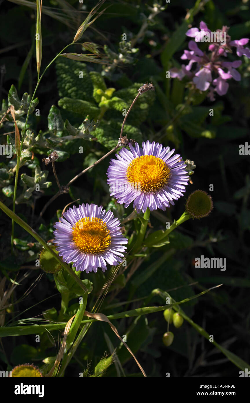 Seaside Daisy Erigeron glaucus Stock Photo - Alamy