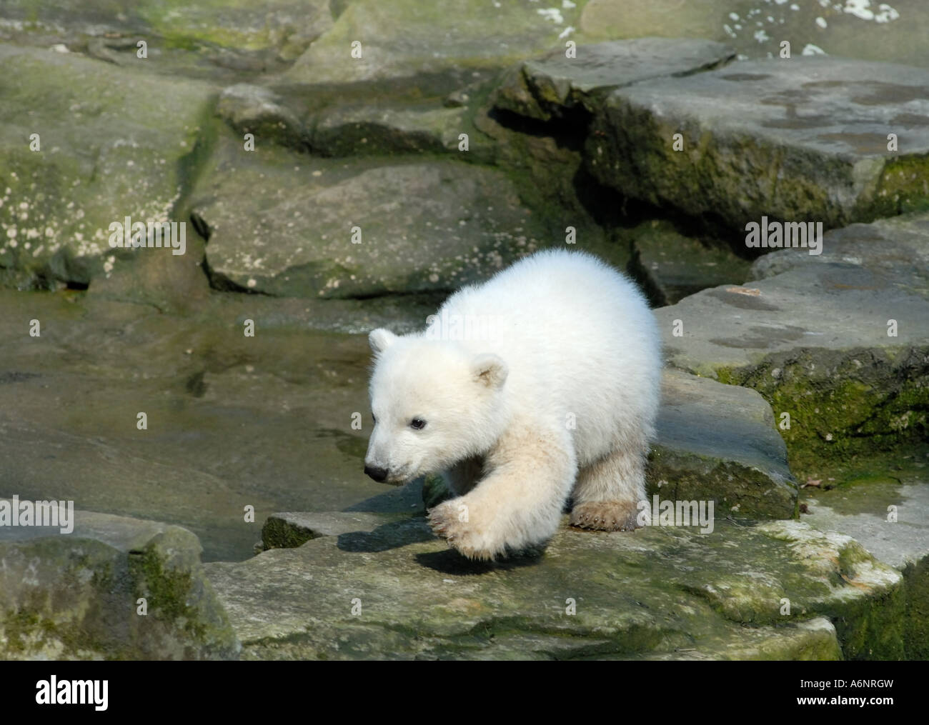 Polar bear cub hi-res stock photography and images - Alamy