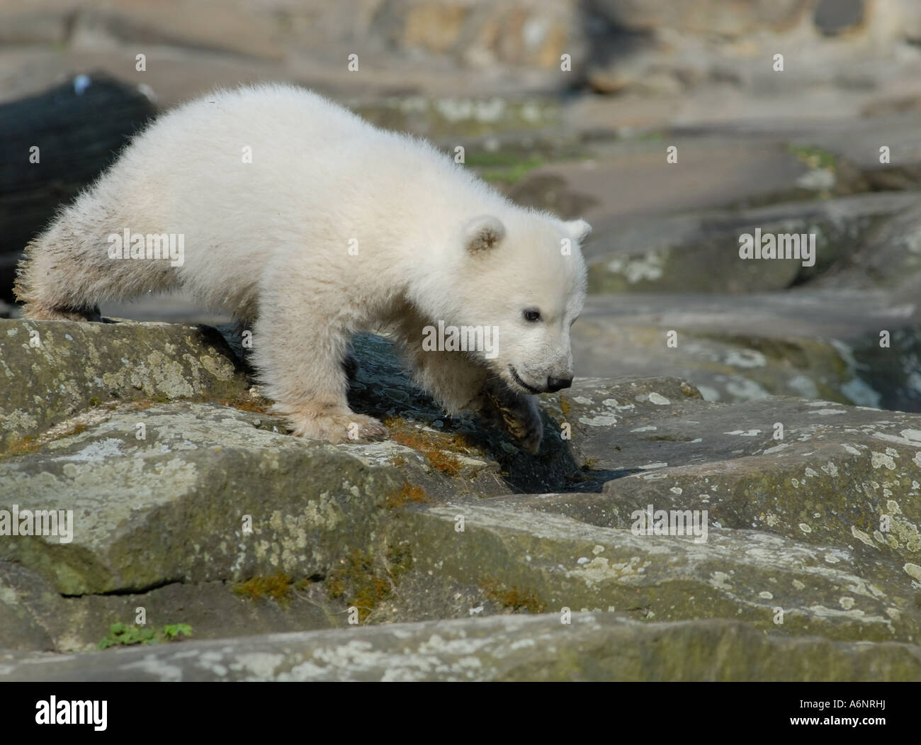 Knut the famous polar bear cub in Berlin Zoo Stock Photo - Alamy