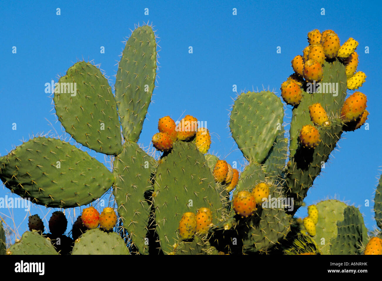 Prickly pear cactus lower slopes Mount Etna Sicily Italy Europe Stock ...