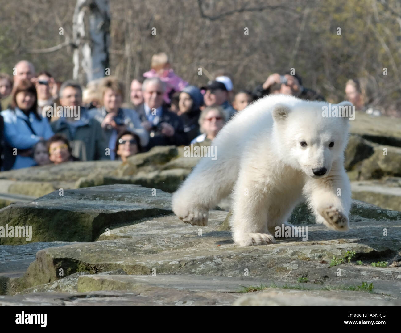 Knut the famous polar bear cub in Berlin Zoo Stock Photo - Alamy