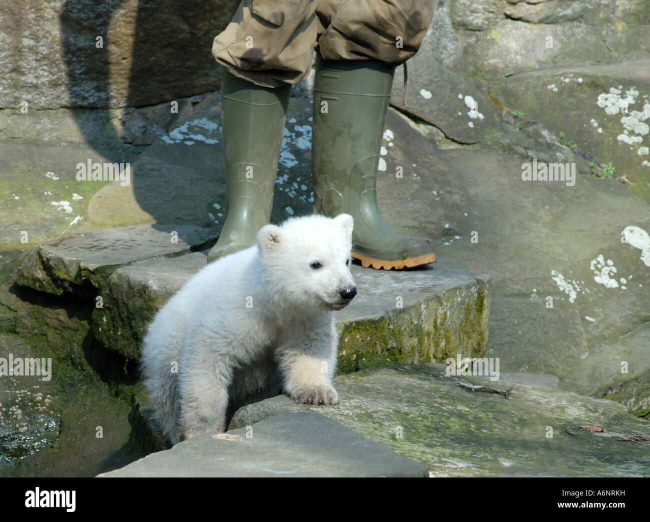 Knut the famous polar bear cub in Berlin Zoo Stock Photo - Alamy