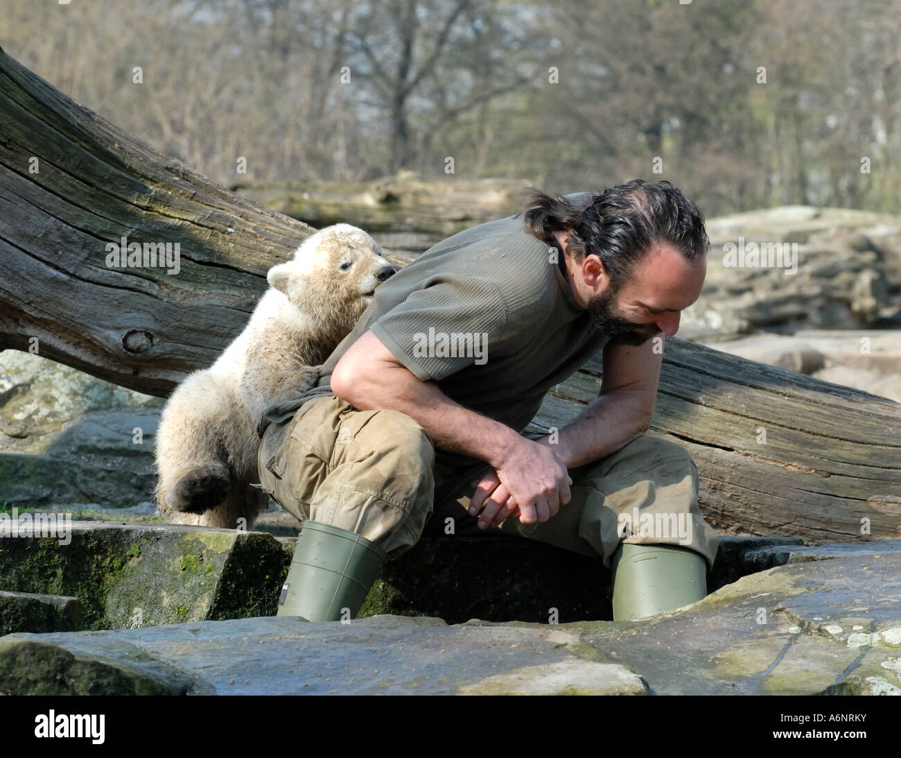 Knut, the famous polar bear cub at Berlin Zoo, playing with zookeeper ...