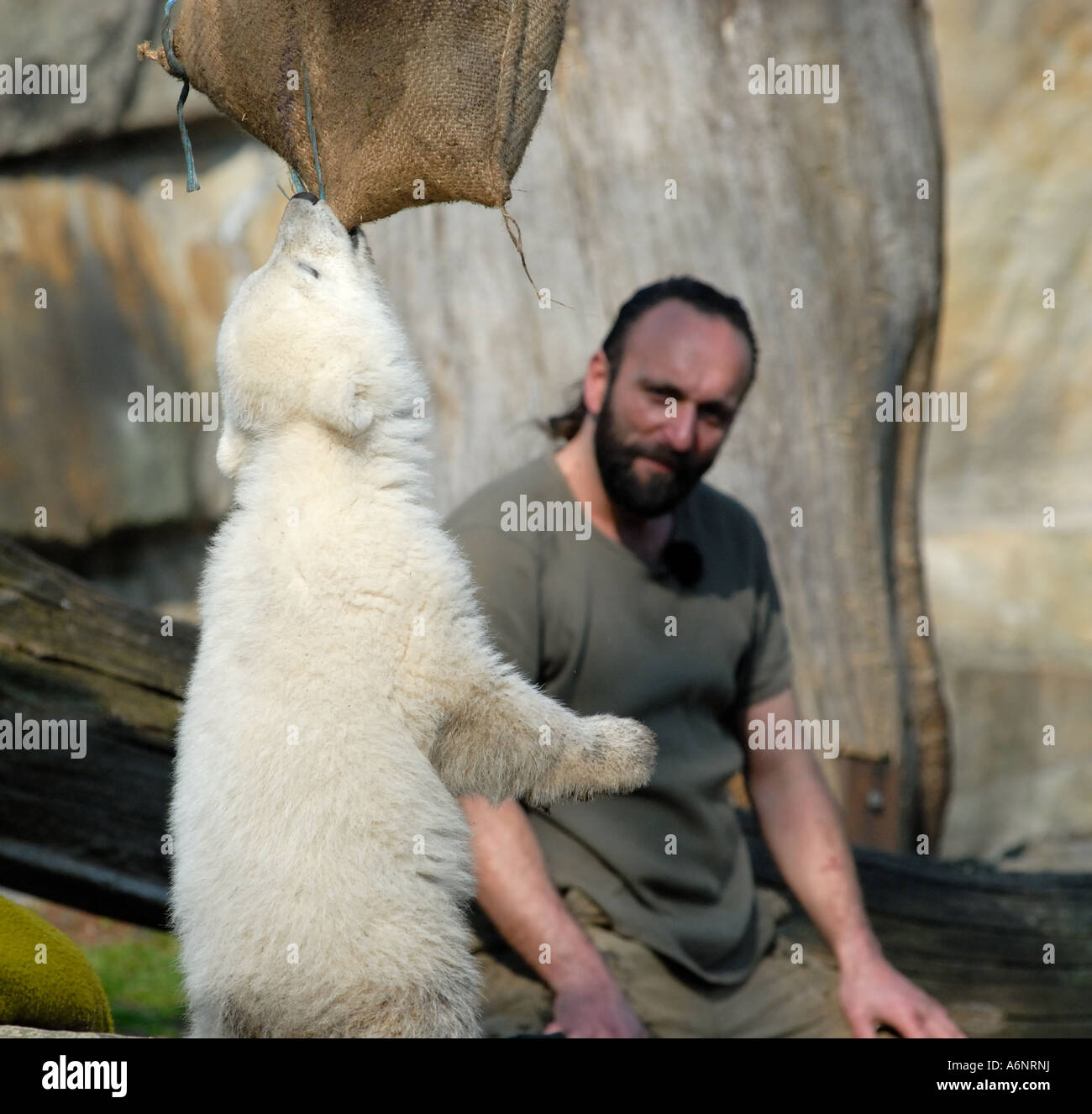 Knut the famous polar bear cub in Berlin Zoo Stock Photo - Alamy