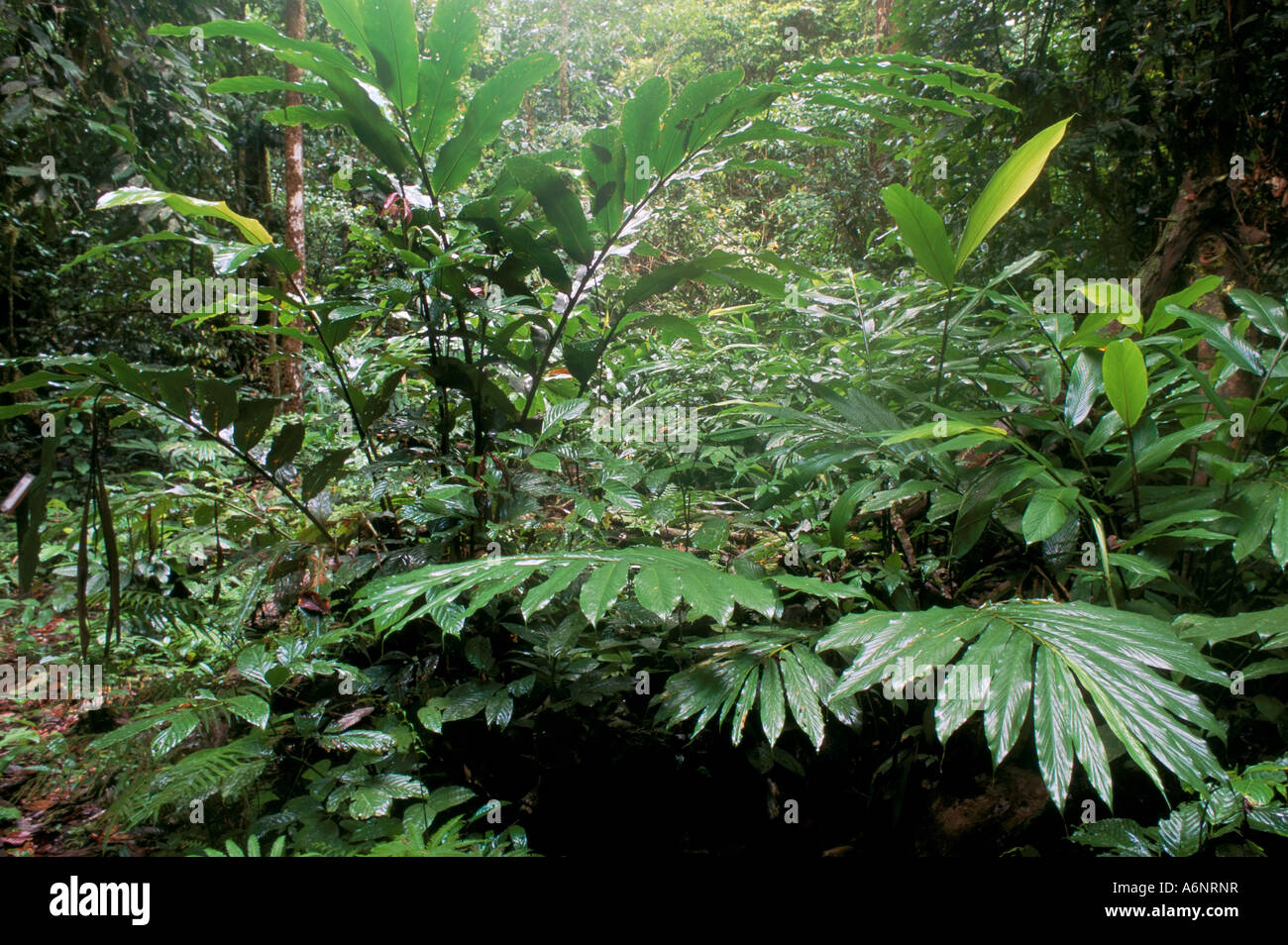 Broad leaved plants and ferns grow at base of dipterocarp rainforest ...