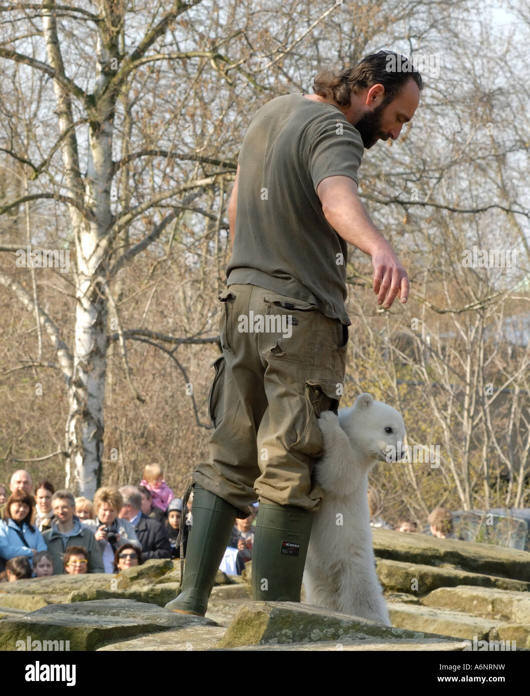 Knut the famous polar bear cub in Berlin Zoo Stock Photo - Alamy