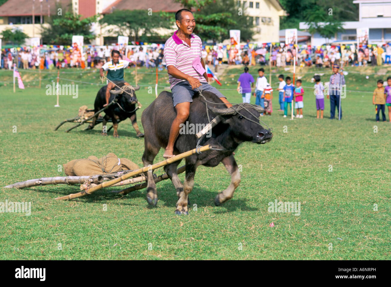Racing buffalo pulling plough at Kota Belud festival in November Sabah ...