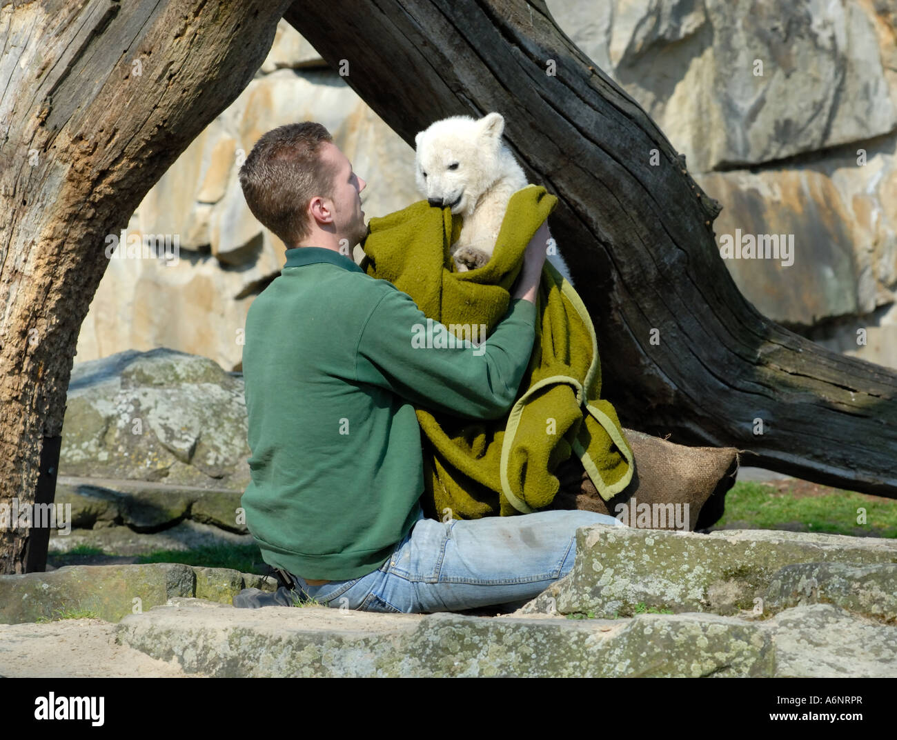 Knut the famous polar bear cub in Berlin Zoo Stock Photo - Alamy