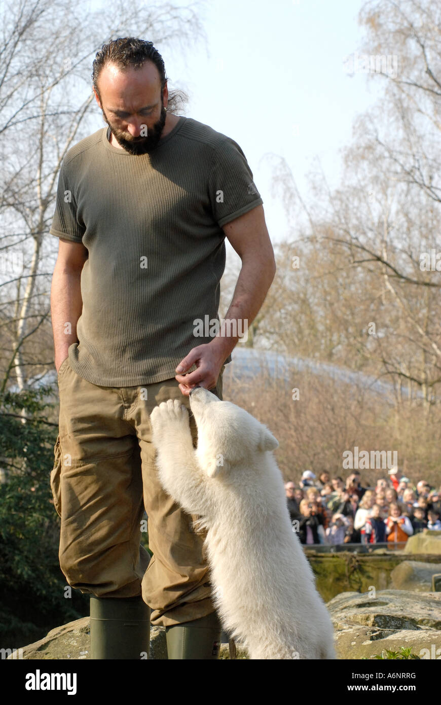 Knut the famous polar bear cub in Berlin Zoo Stock Photo - Alamy