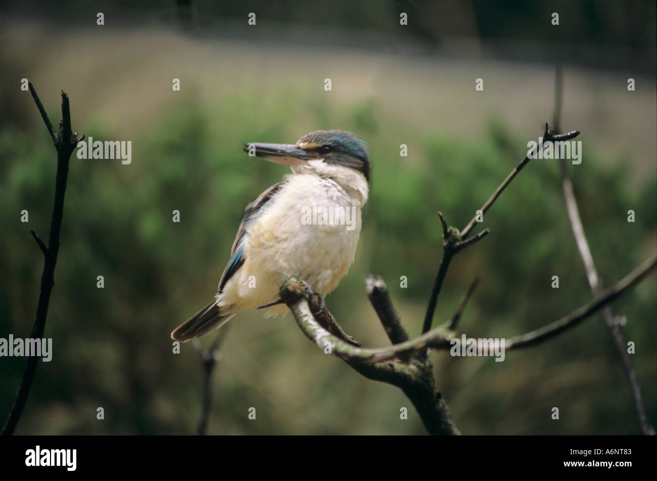 Australian Laughing Kookaburra Stock Photo - Alamy