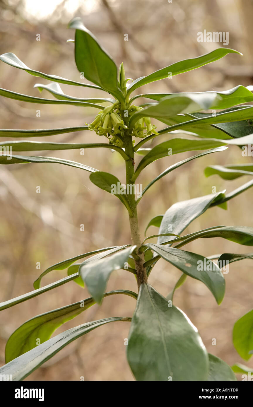 Spurge Laurel, Daphne laureola Stock Photo - Alamy