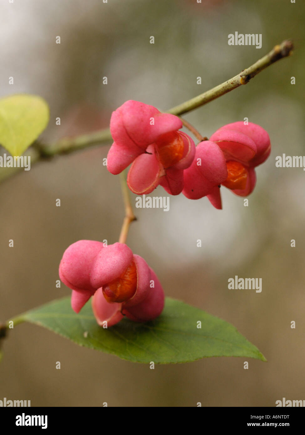 Spindle fruit, Euonymus europaeus Stock Photo - Alamy