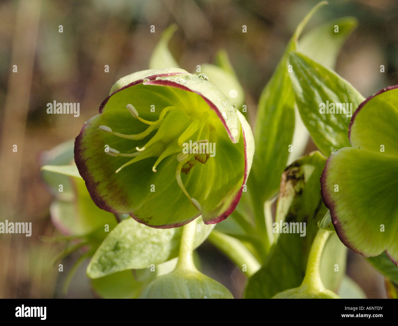 Stinking Hellebore, Helleborus foetidus Stock Photo - Alamy