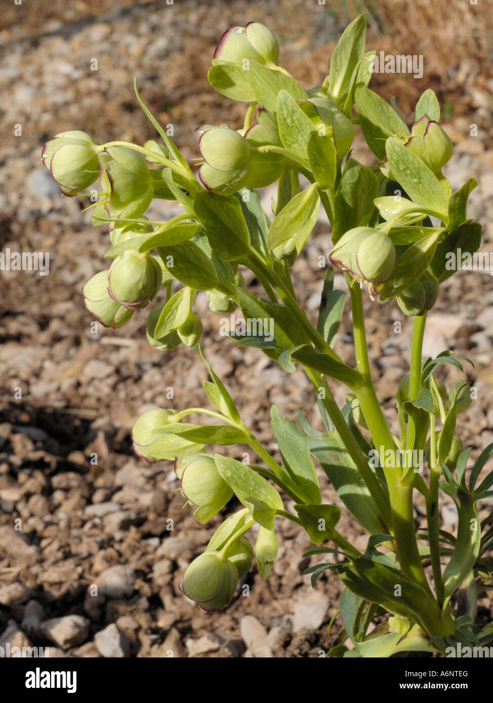 Stinking Hellebore, Helleborus foetidus Stock Photo - Alamy