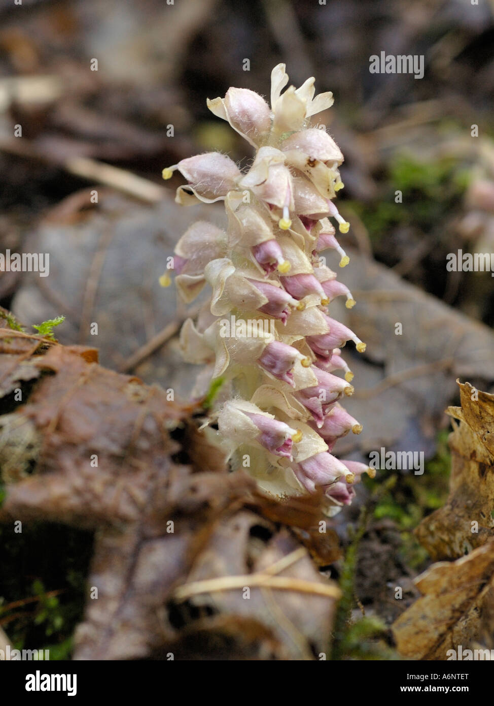 Toothwort, lathraea squamaria Stock Photo - Alamy