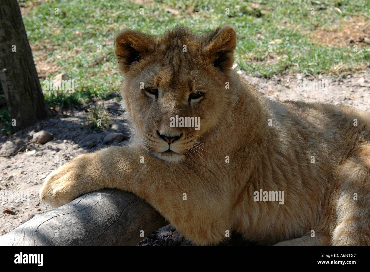 lion cub relaxing Stock Photo - Alamy