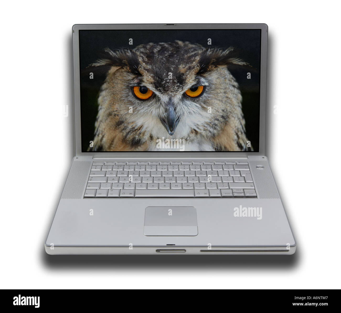 LAP TOP NOTE BOOK COMPUTER DISPLAYING IMAGE OF EAGLE OWL ON SCREEN ...