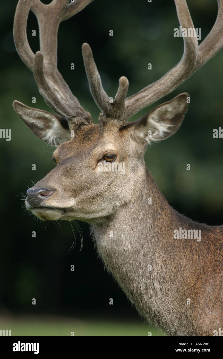 Red Deer side Stock Photo - Alamy