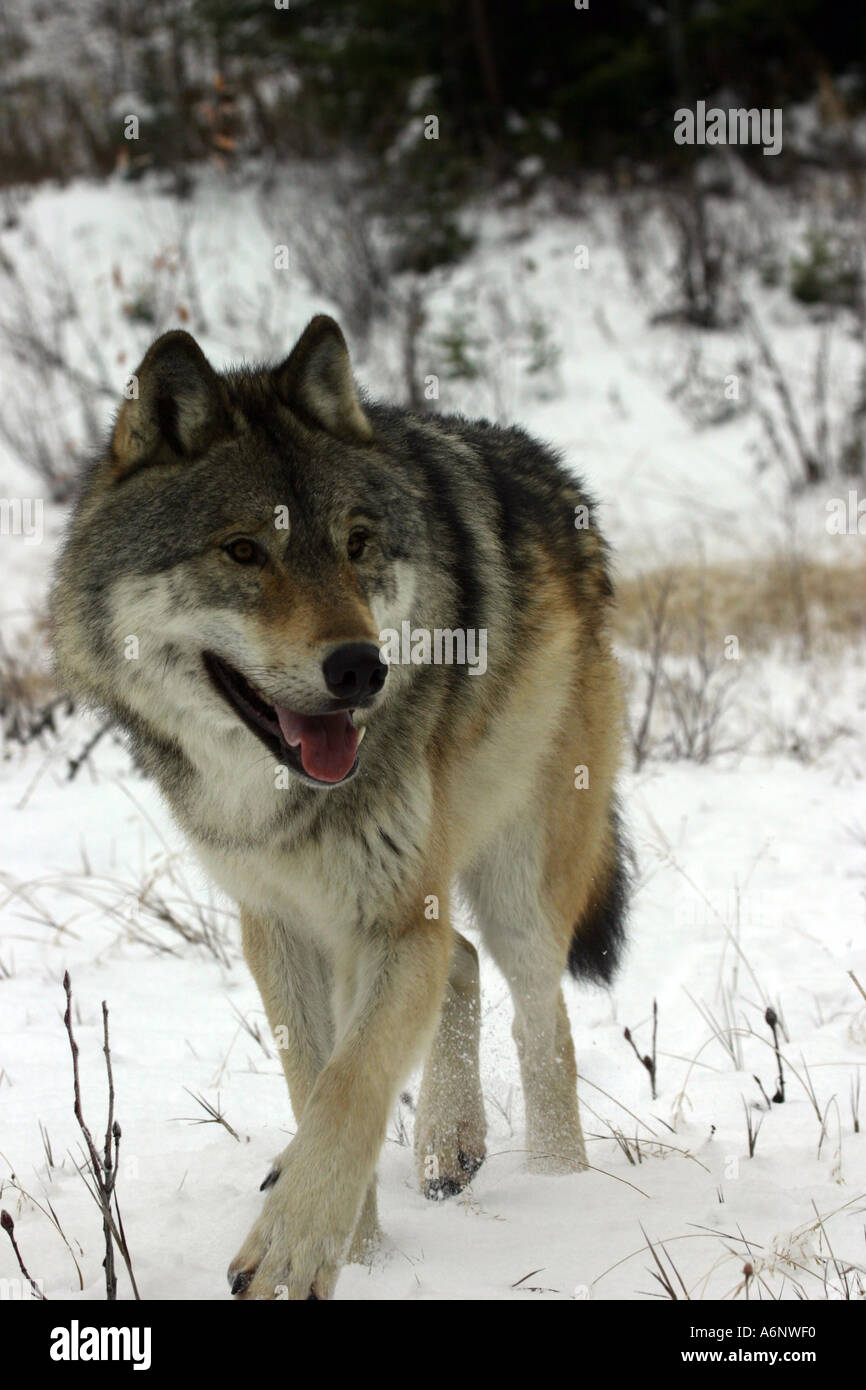 pacing Canadian wolf Stock Photo - Alamy