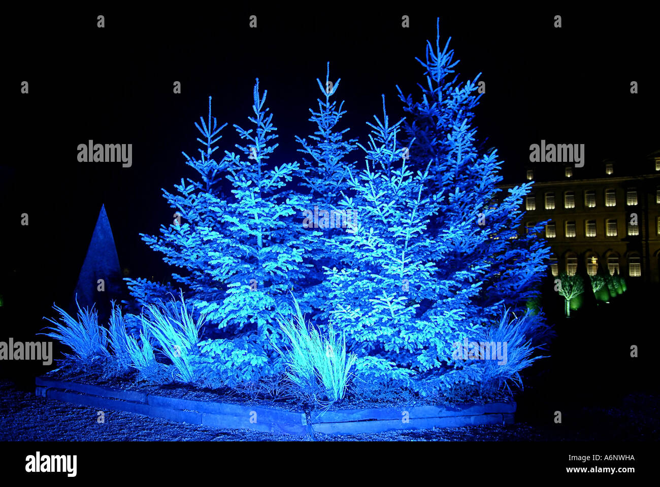 Blue Christmas trees Stock Photo - Alamy