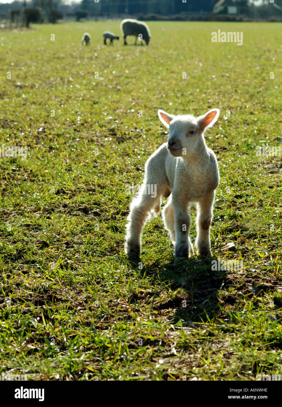 Sheep lamb kent england hi-res stock photography and images - Alamy