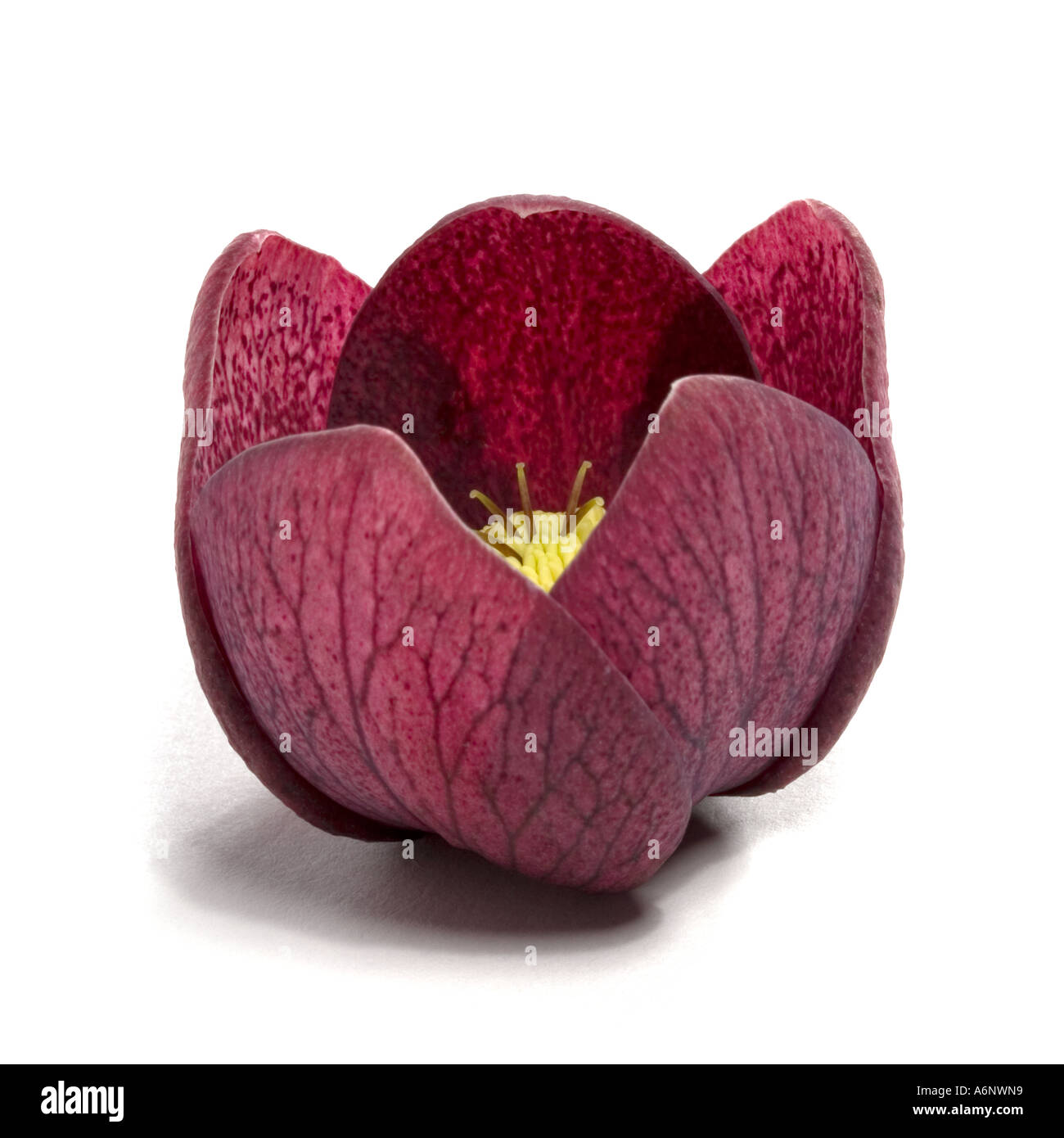 Hellebore lenten rose perennial Cut Out Stock Images & Pictures - Alamy