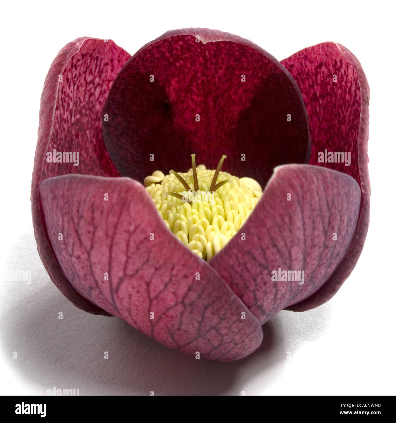 Deep pink veined flower hi-res stock photography and images - Alamy