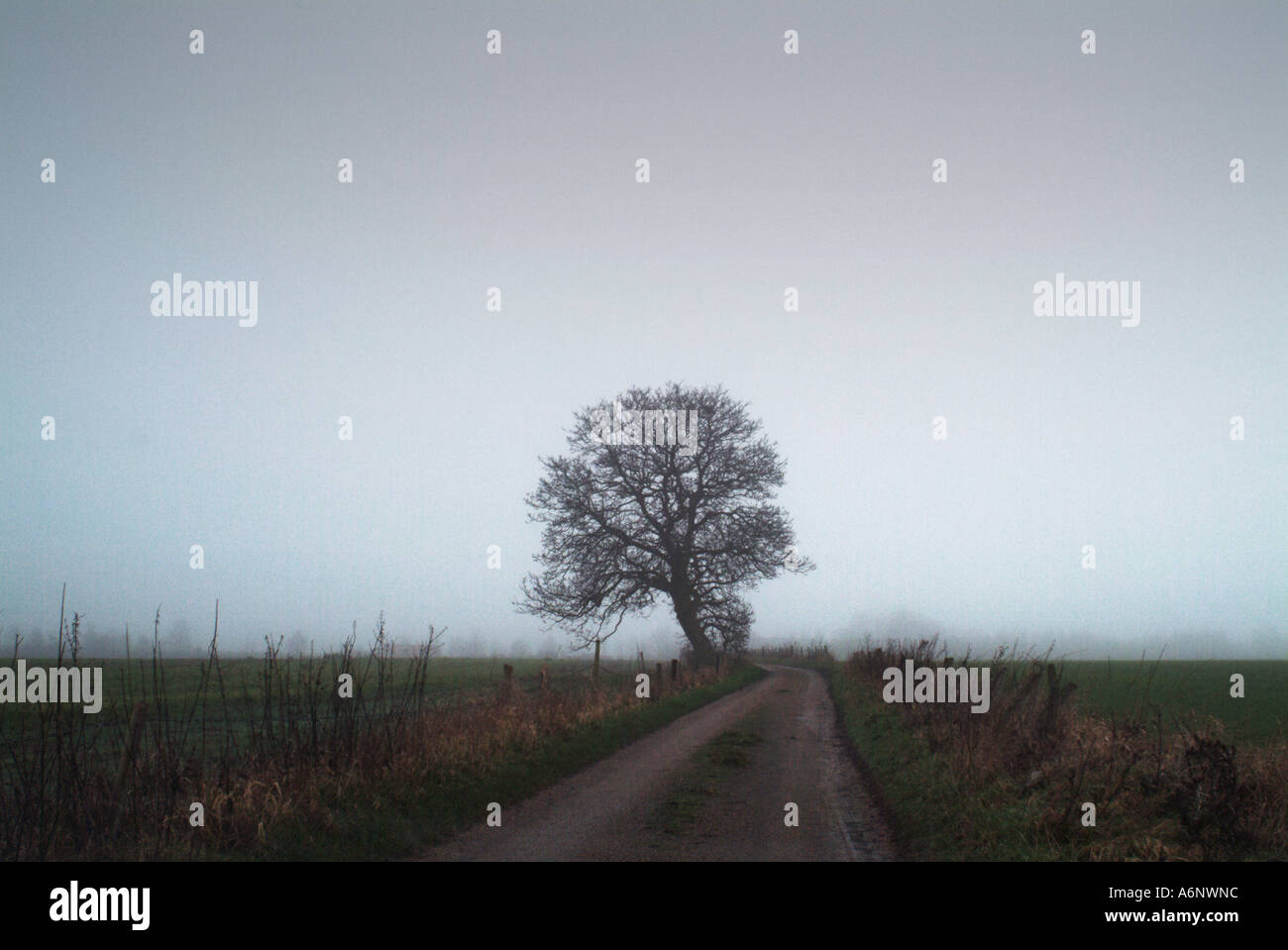 Walnut tree walk hi-res stock photography and images - Alamy