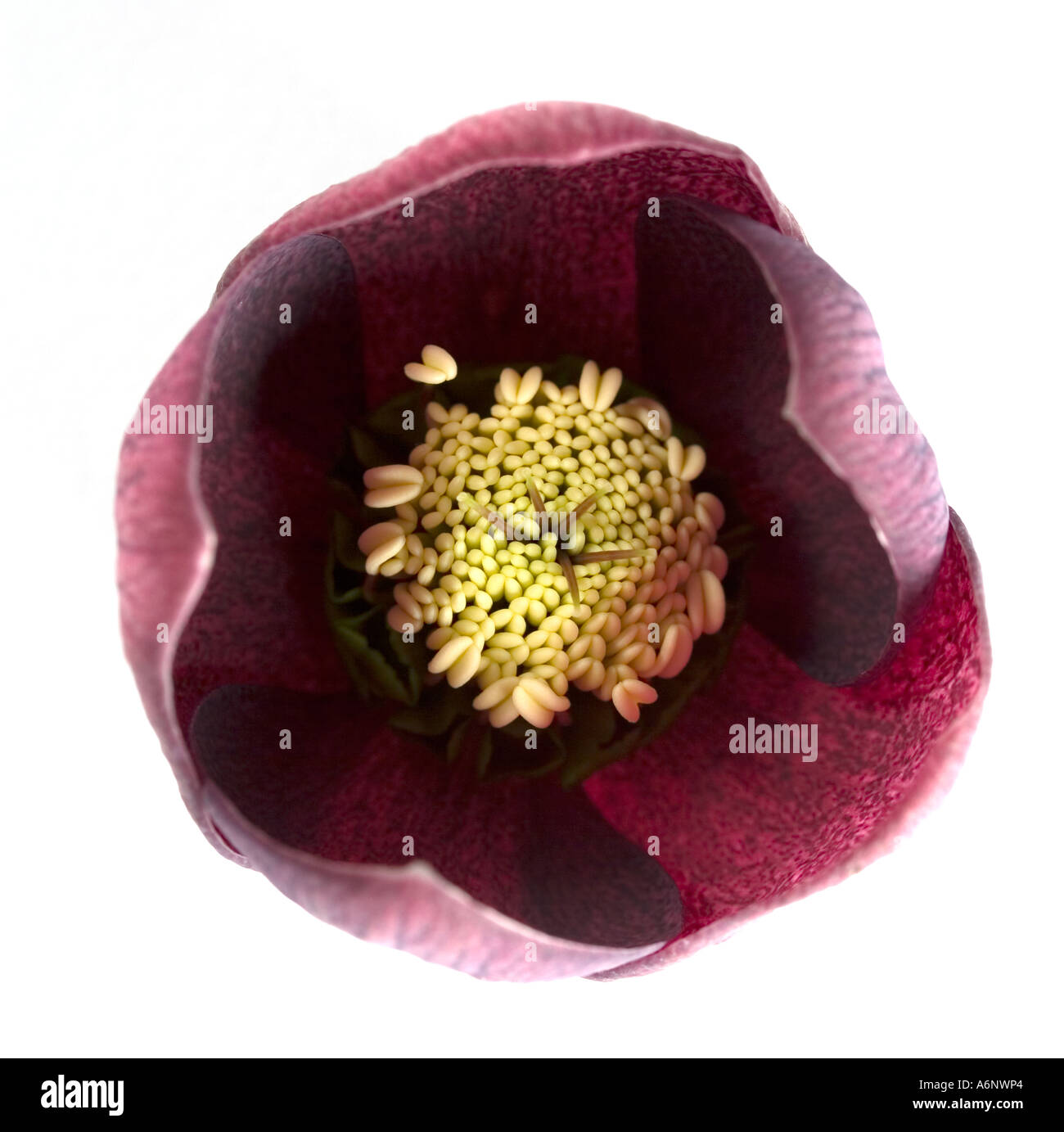 Hellebore lenten rose perennial Cut Out Stock Images & Pictures - Alamy