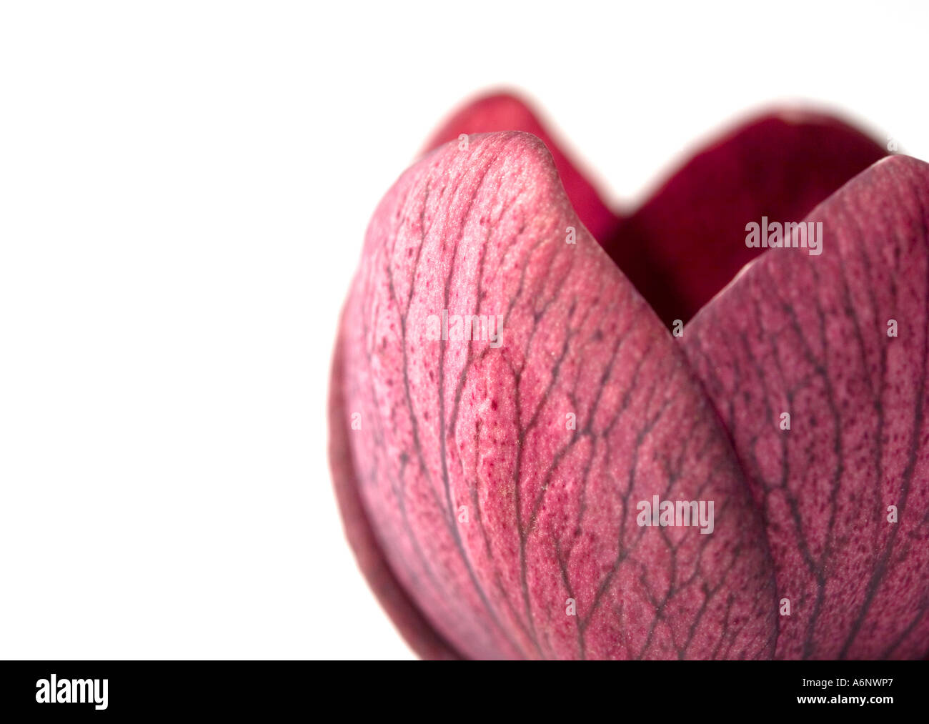 Deep pink veined flower hi-res stock photography and images - Alamy