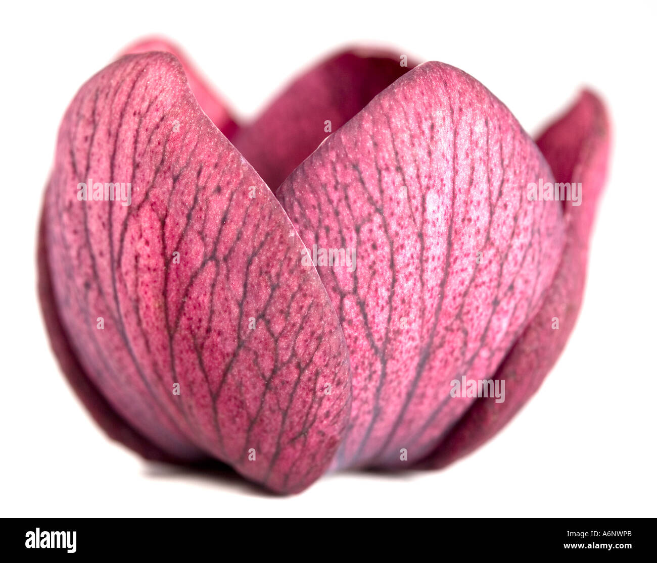 Deep pink veined flower hi-res stock photography and images - Alamy
